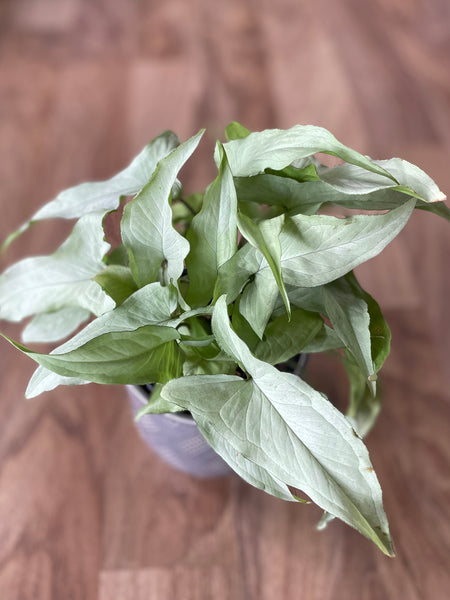 Syngonium Silver Fox – Babylon Botanics