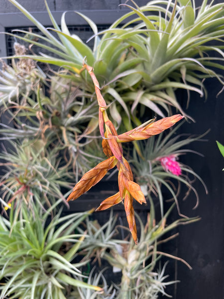 Tillandsia Latifolia - Loose Plant – Babylon Botanics