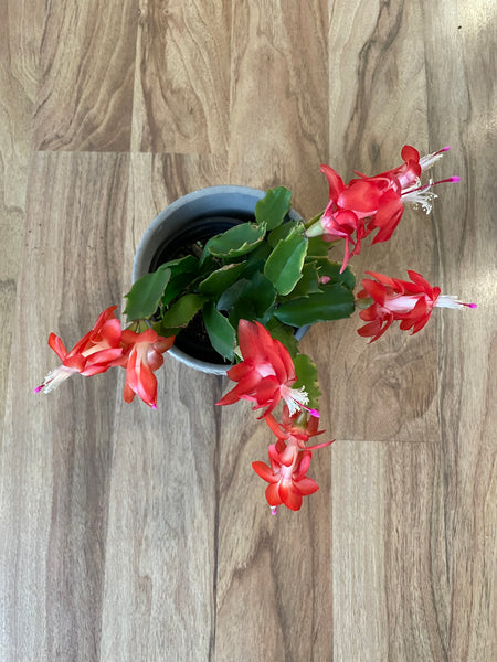 Zygocactus - Red/Orange – Babylon Botanics