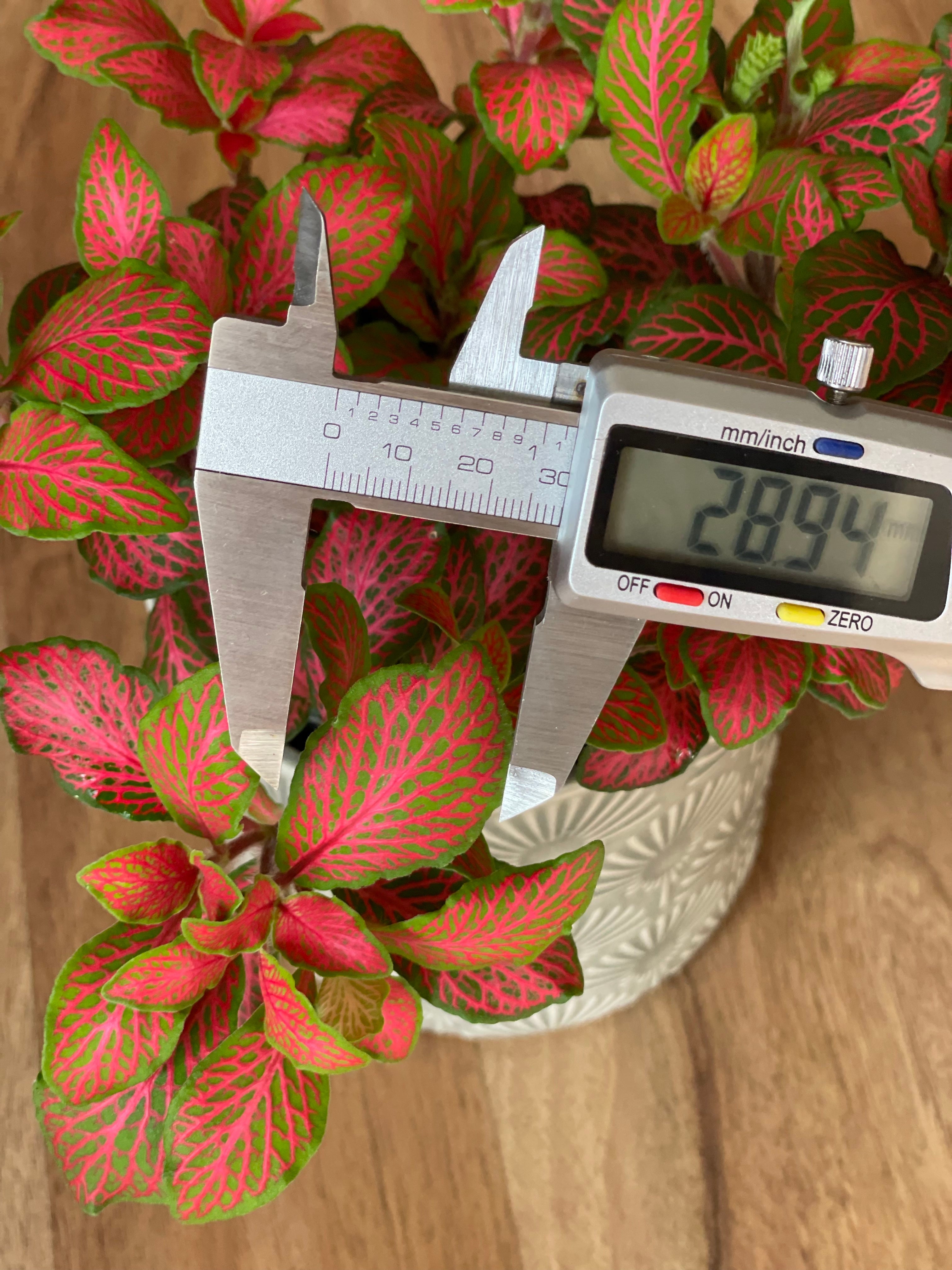 Products – Babylon Botanics