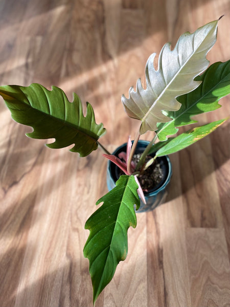 Philodendron Red Empress – Babylon Botanics