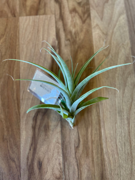 Tillandsia Latifolia - Loose Plant – Babylon Botanics