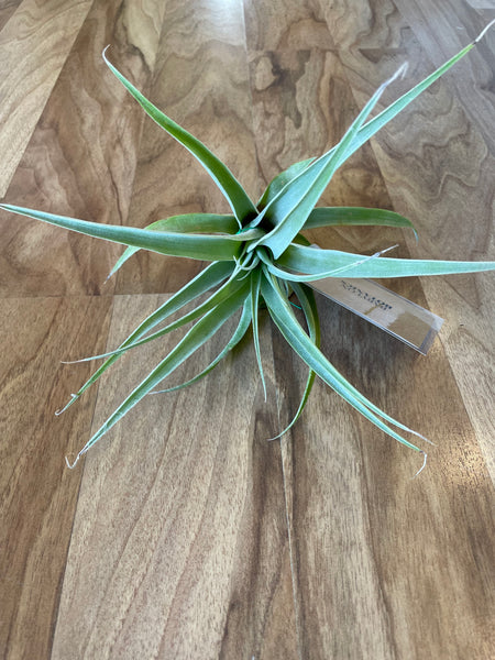 Tillandsia Latifolia - Loose Plant – Babylon Botanics